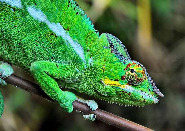 I CAMALEONTI | TERRARIA