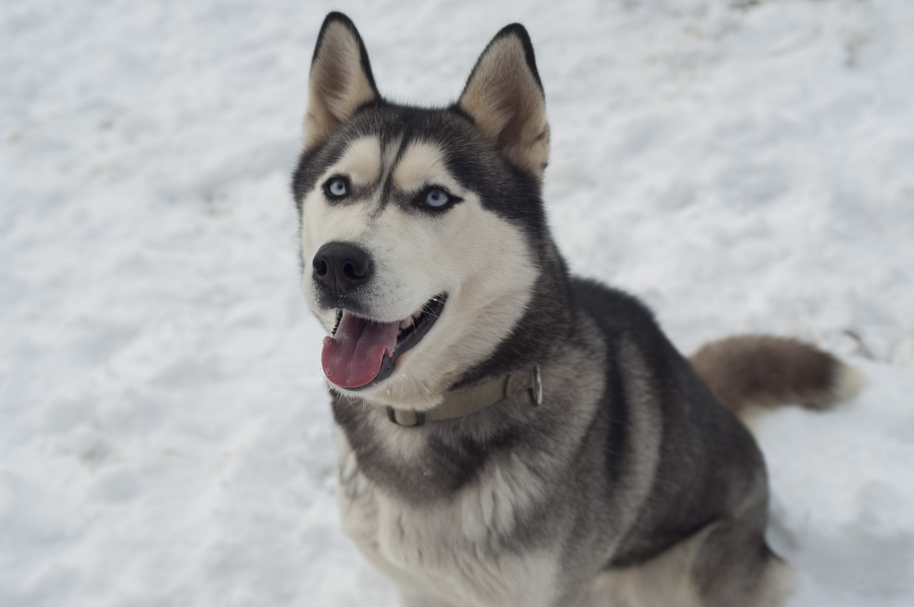 Cane Siberian Husky - Caratteristiche, Alimentazione e Carattere